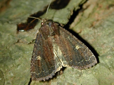 Doubtful Apamea Moth from Bedford Audubon Society, Katonah, NY, USA on ...