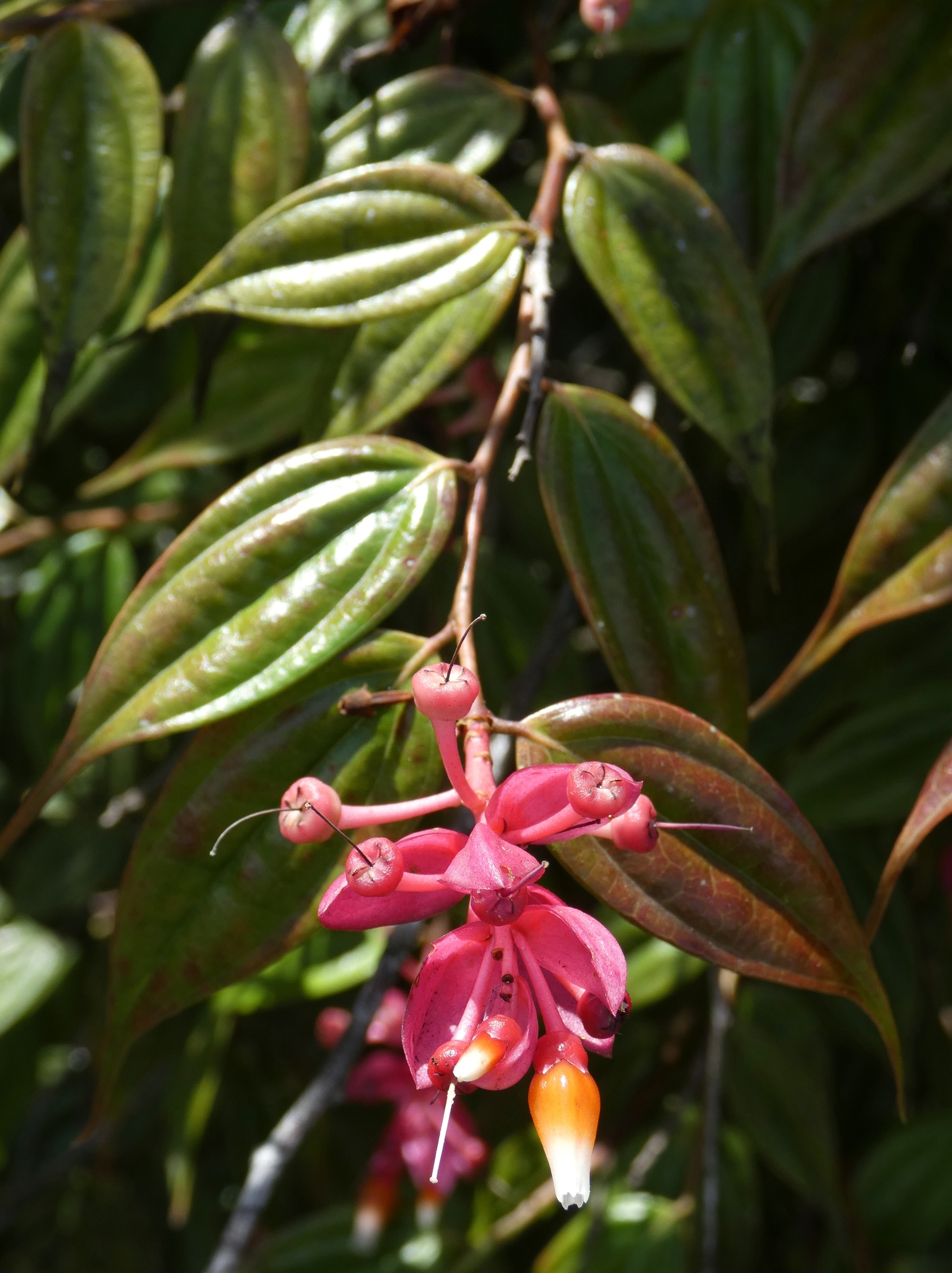 Cavendishia quereme (Kunth) Benth. & Hook.fil.