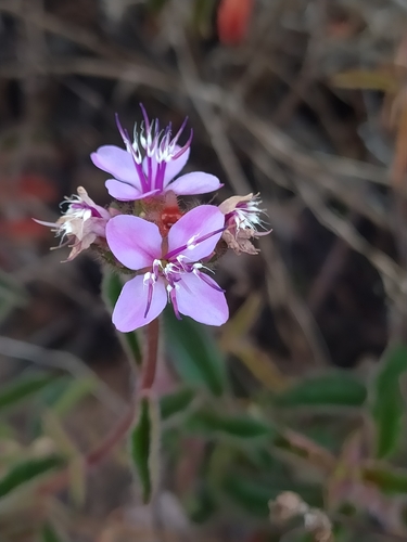 Ernestia confertiflora · iNaturalist