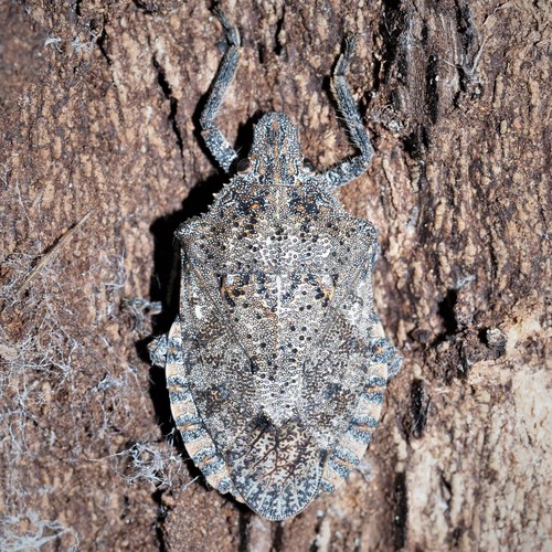 Brochymena cariosa · iNaturalist