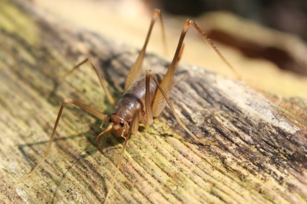 Dolichopoda euxina from Mount Akhun, Краснодарский край, Россия on ...