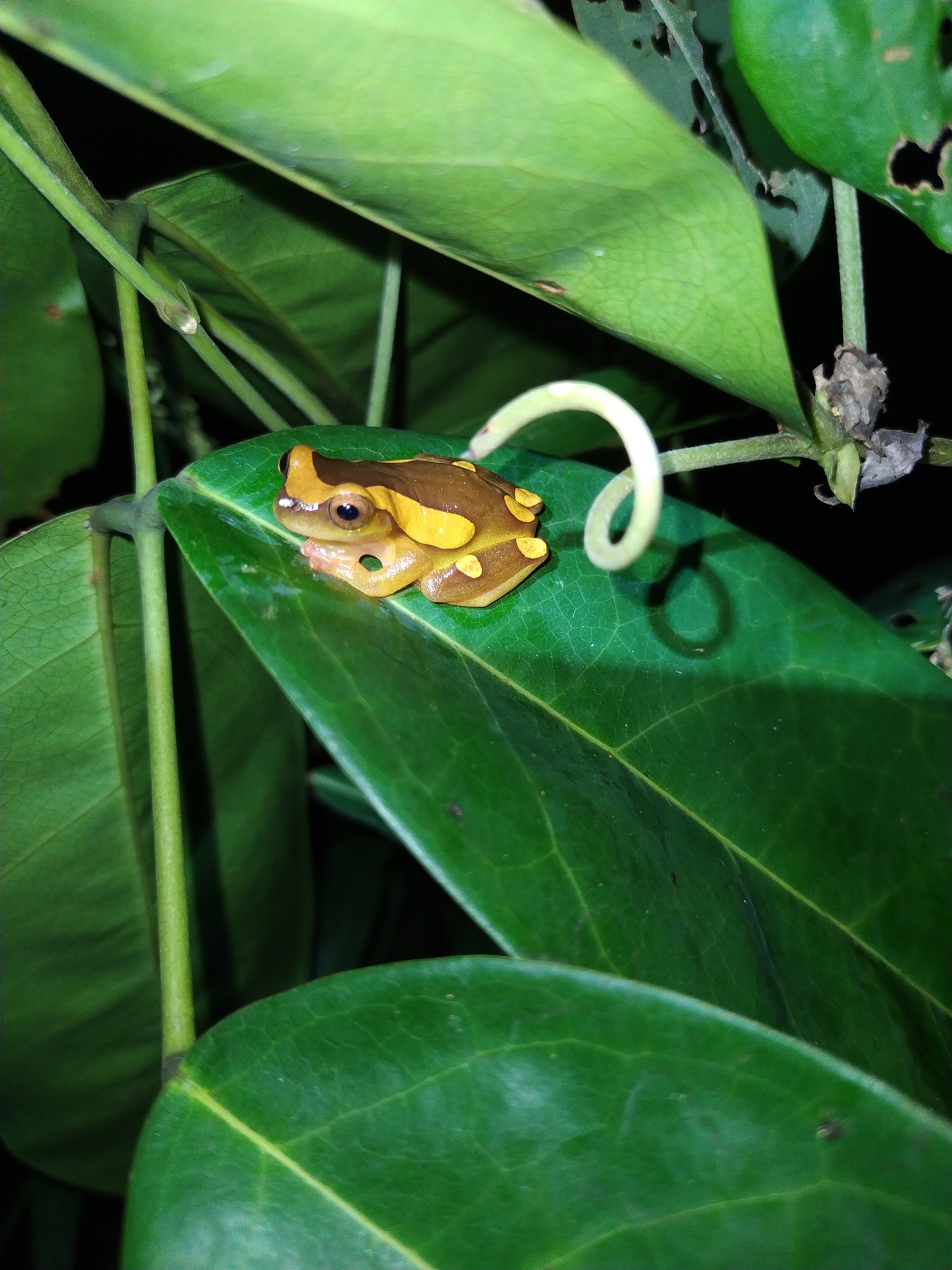 Dendropsophus leucophyllatus (Beireis, 1783)