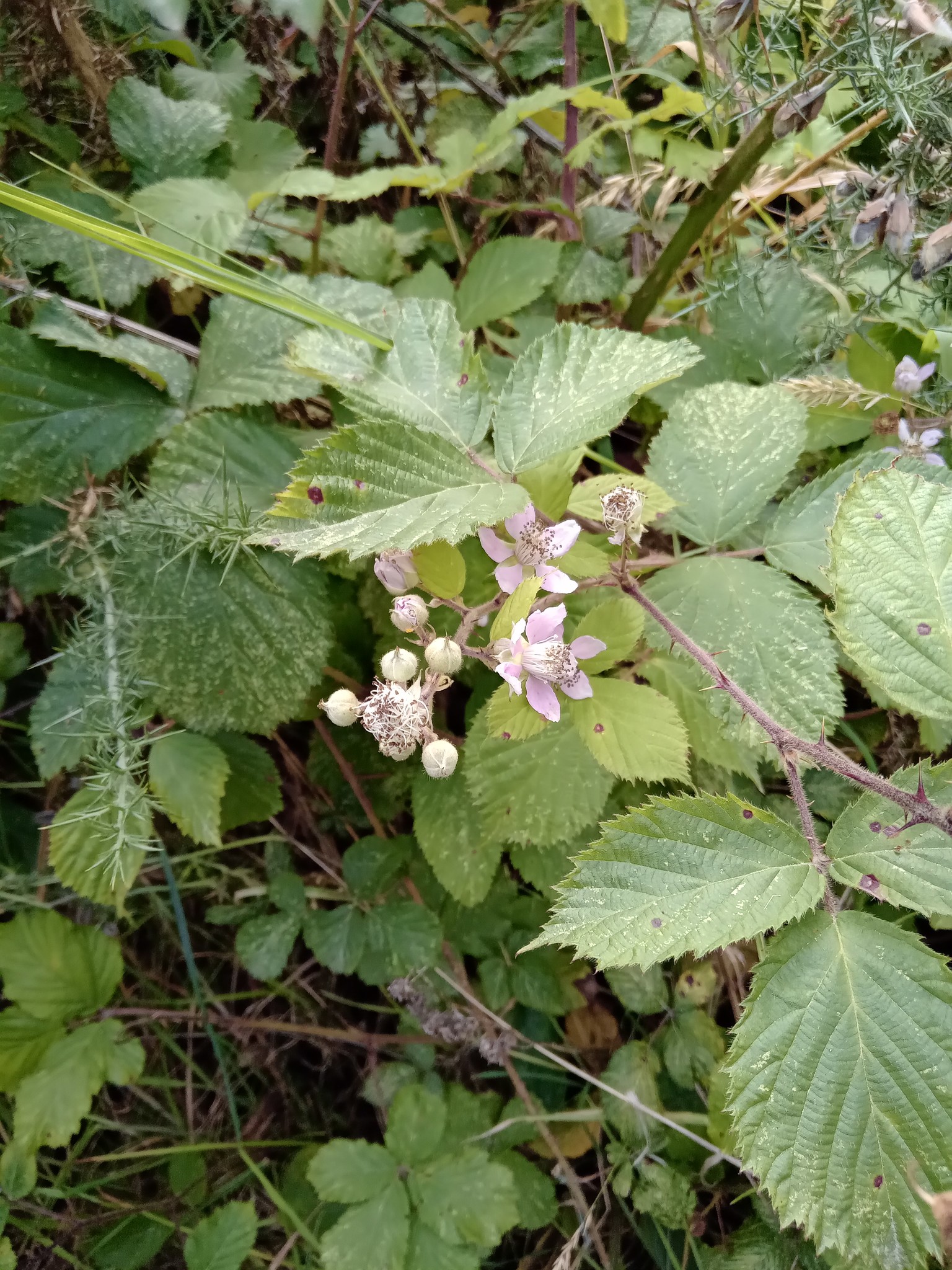 Rubus vestitus Weihe & Nees