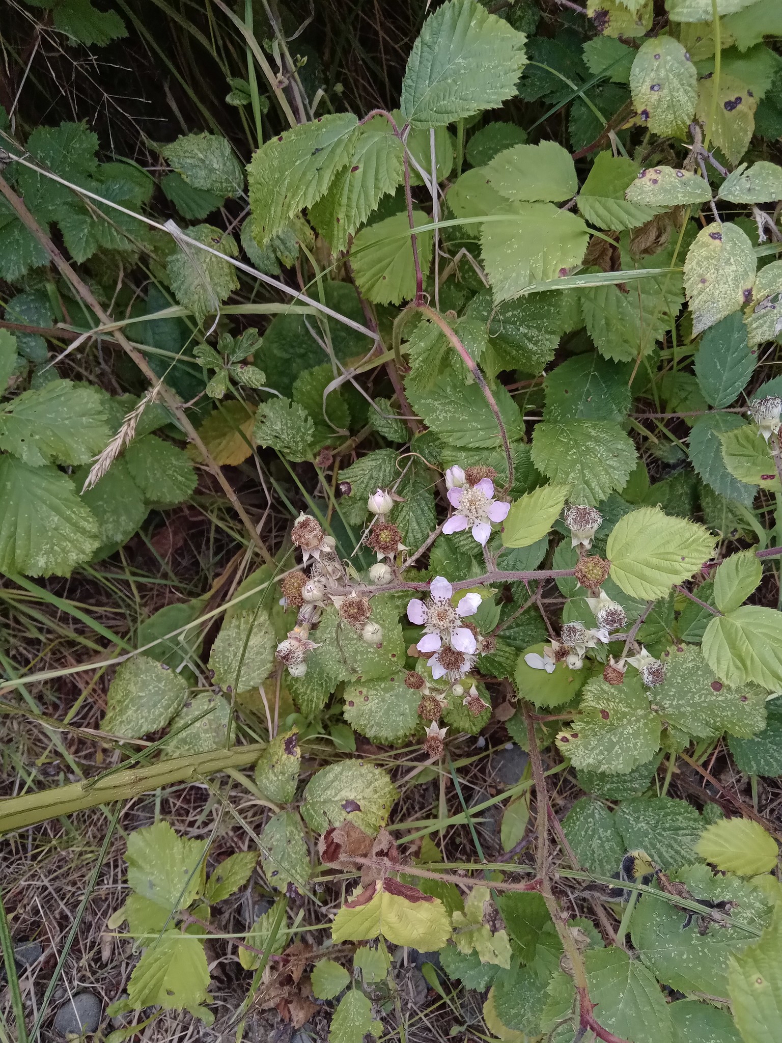 Rubus vestitus Weihe & Nees