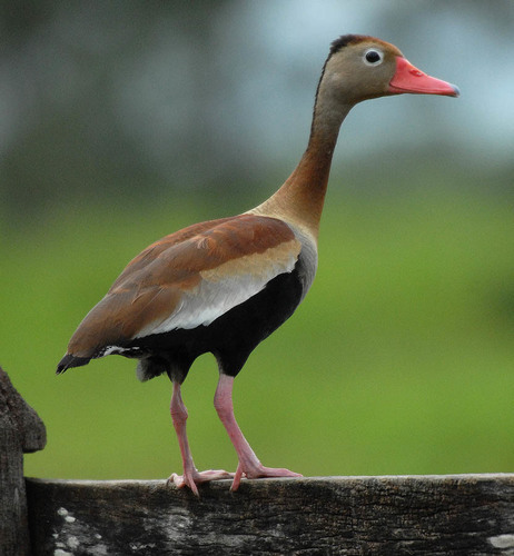 Pijije ala blanca (Dendrocygna autumnalis)