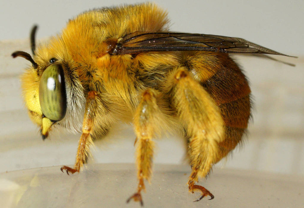 Amegilla flava (Native Bees of South Australia) · iNaturalist
