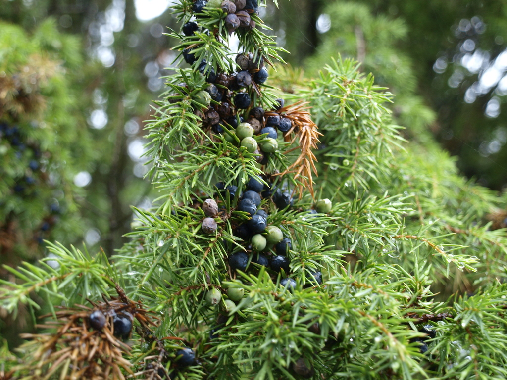 common juniper from 29646 Bispingen, Deutschland on September 15, 2021 ...