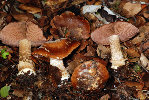 Cortinarius subcastanellus · iNaturalist