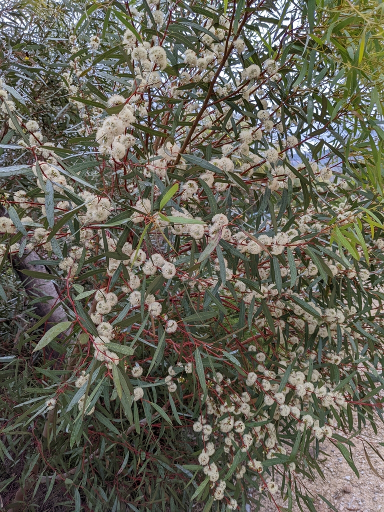 coastal white mallee gum from Athelstone SA 5076, Australia on January ...