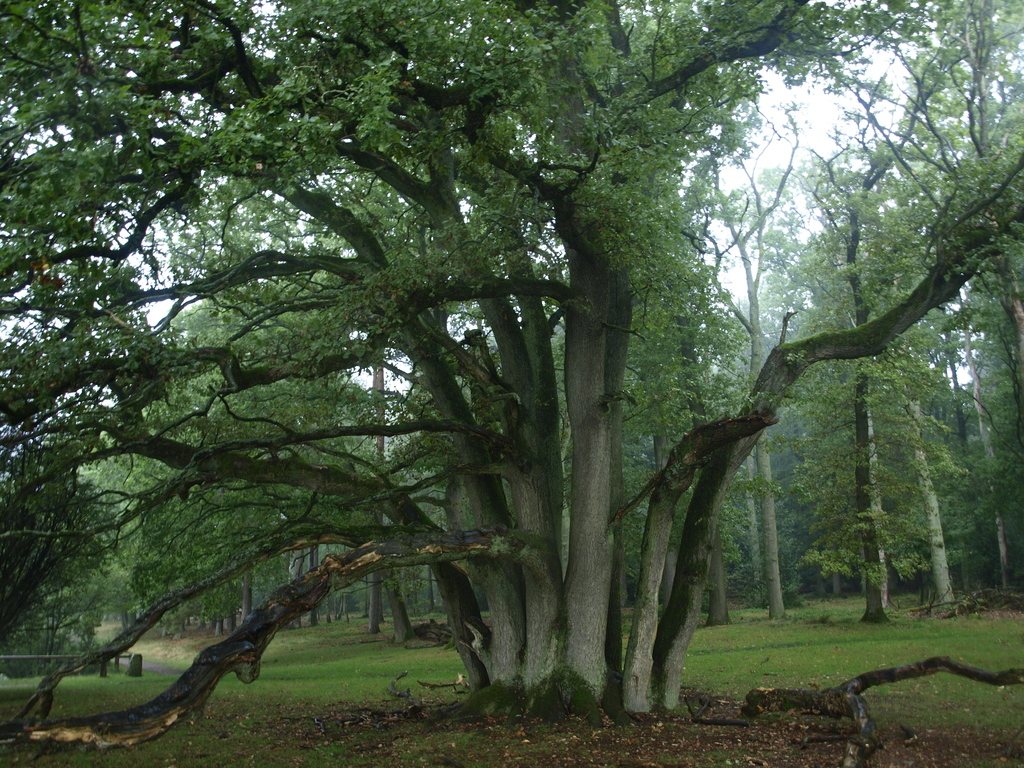 English oak from 29646 Bispingen, Deutschland on September 15, 2021 at ...