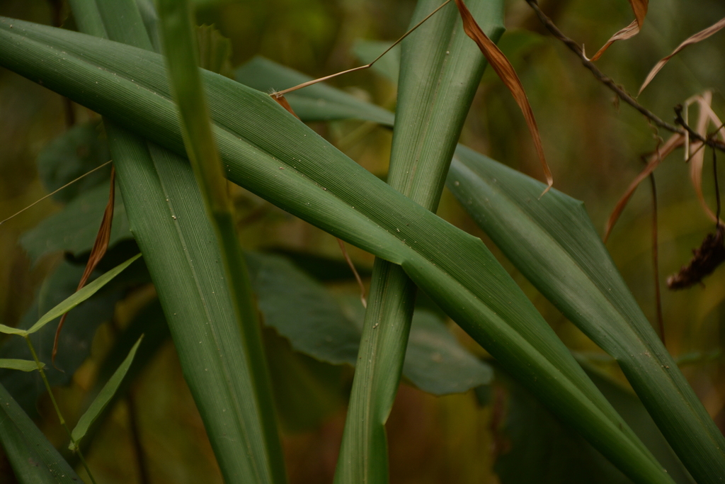 flax-lilies from Longyang District, Baoshan, Yunnan, China on December ...