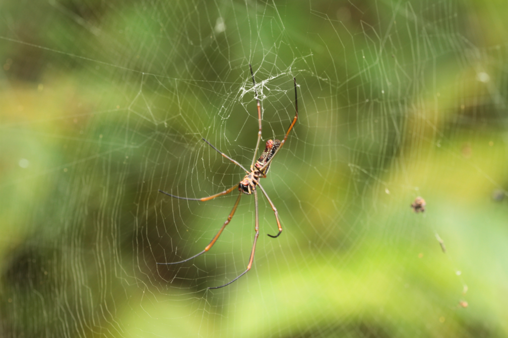 Nephila cornuta from Sinnamary, Guyane française on January 7, 2022 at ...