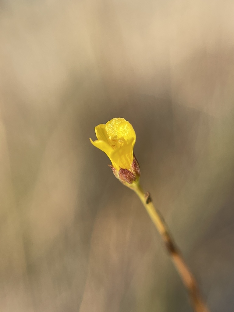 sand flax from Homestead, FL, US on January 8, 2022 at 04:51 PM by Noah ...
