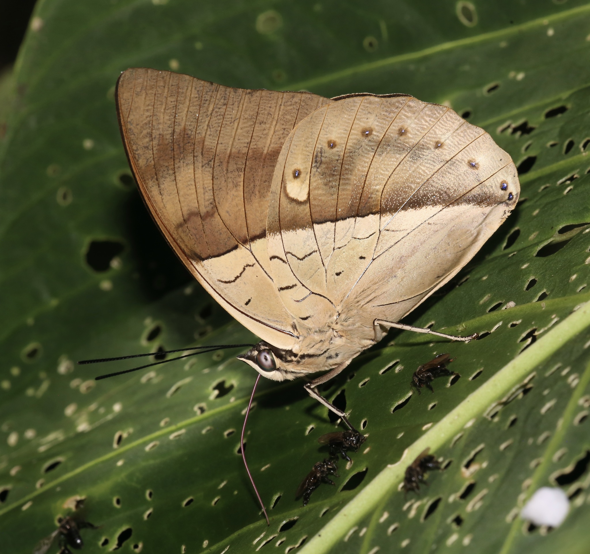 Archaeoprepona amphimachus (Fabricius, 1775)