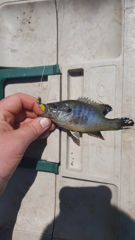 Green Sunfish from I-72, Springfield, IL 62703, USA on May 6, 2018 at ...