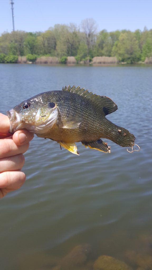 Green Sunfish from I-72, Springfield, IL 62703, USA on May 6, 2018 at ...