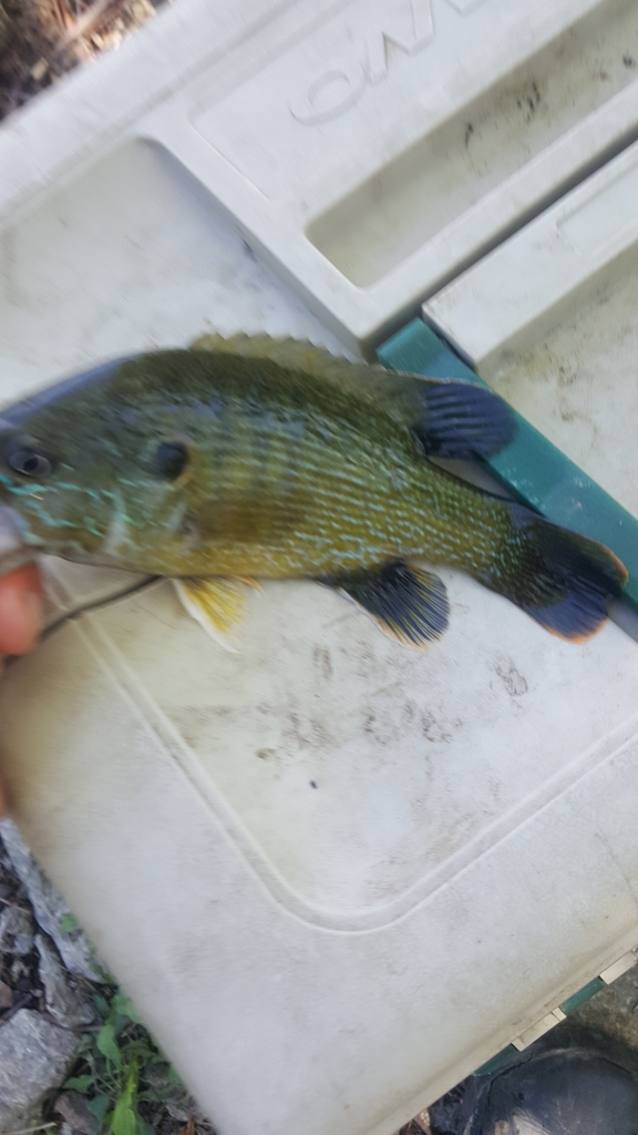 Green Sunfish from Lost Bridge Trail, Springfield, IL 62703, USA on May ...