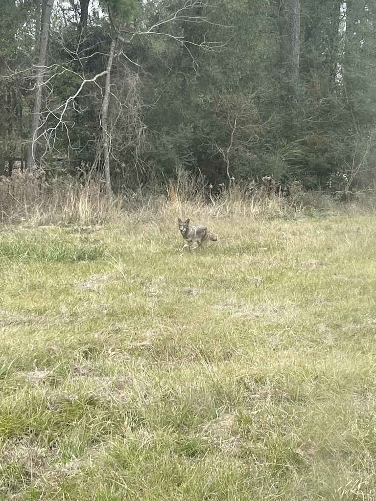Coyote from Memorial Park Conservancy, Houston, TX, US on January 7 ...