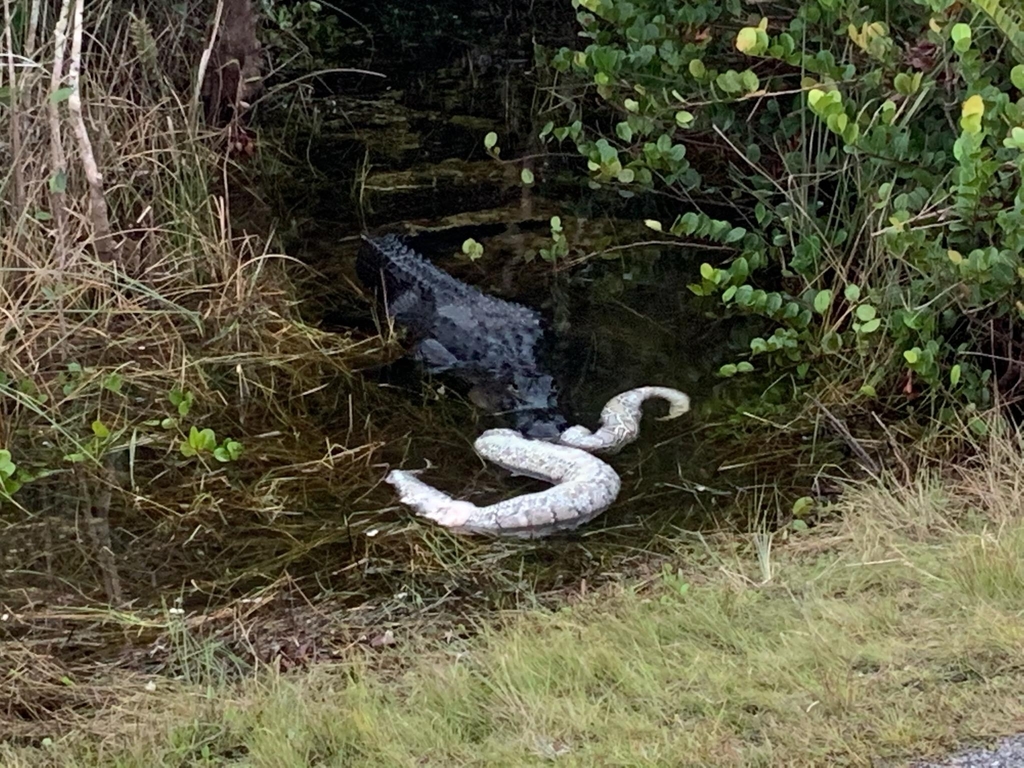 American Alligator from Everglades National Park on December 29, 2021 ...