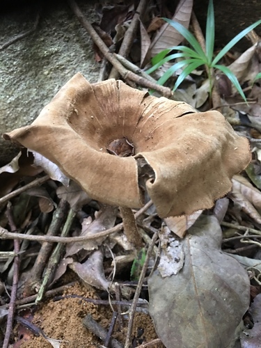 Panus velutinus (Guía general de Macrohongos de Costa Rica) · iNaturalist