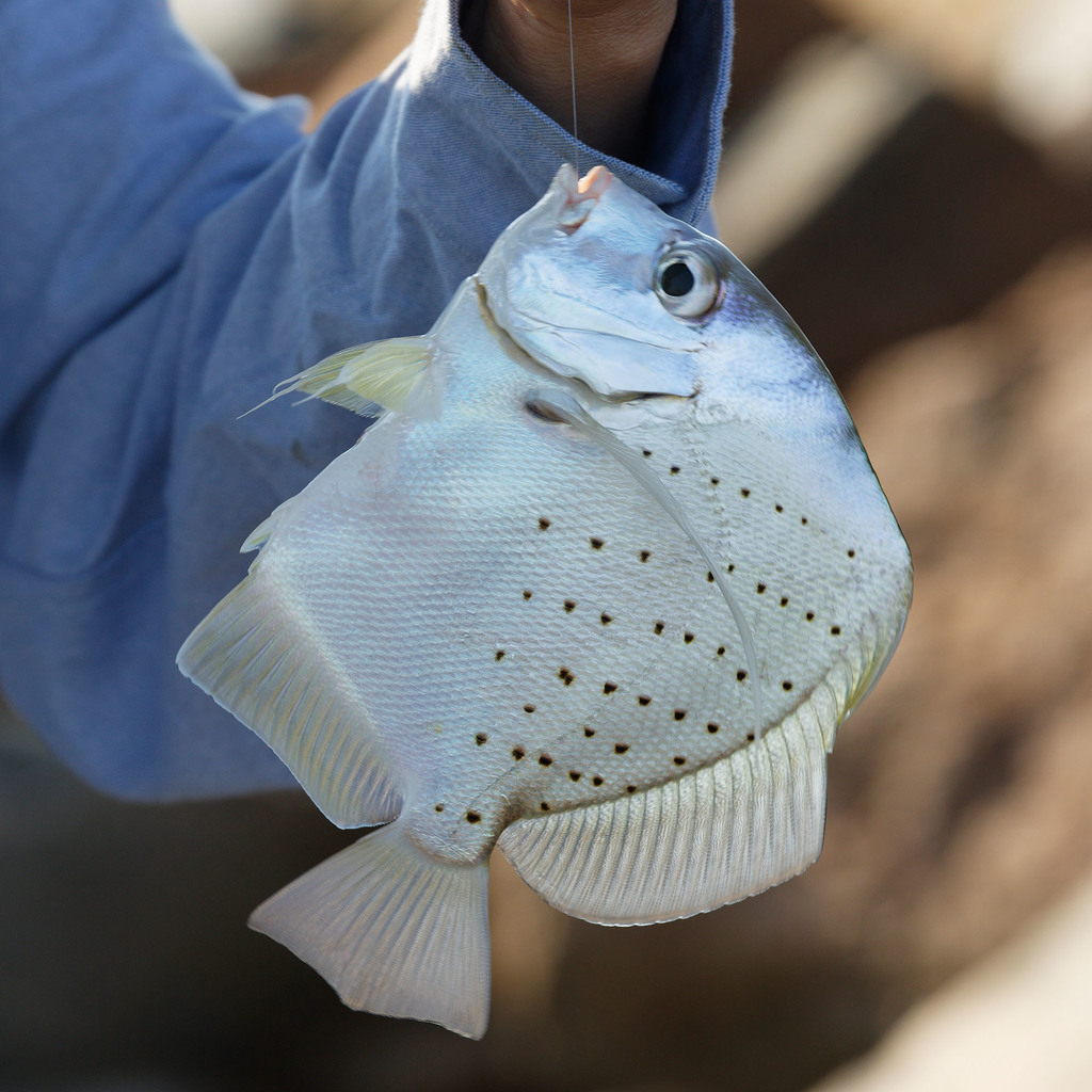 Spotted Sicklefish (Drepane punctata) - Marine Life Identification