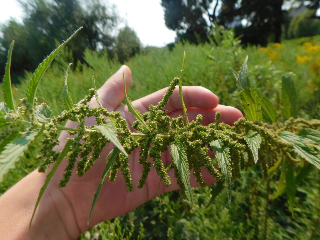 American stinging nettle from Uptown, Chicago, IL, USA on September 12 ...