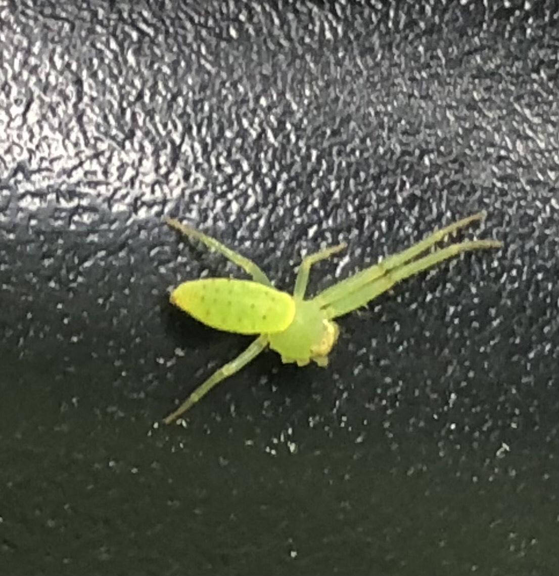 Cetratus rubropunctatus (Rainbow, 1920)