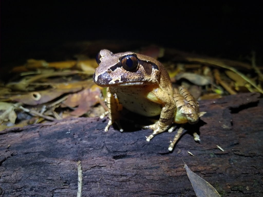 Southern Stuttering Frog from 2C23+8H, Olney NSW 2325, Australia on ...