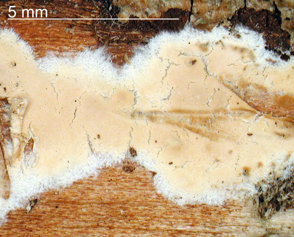 tear dropper from Travis Wetland, Christchurch on June 21, 2003 by ...