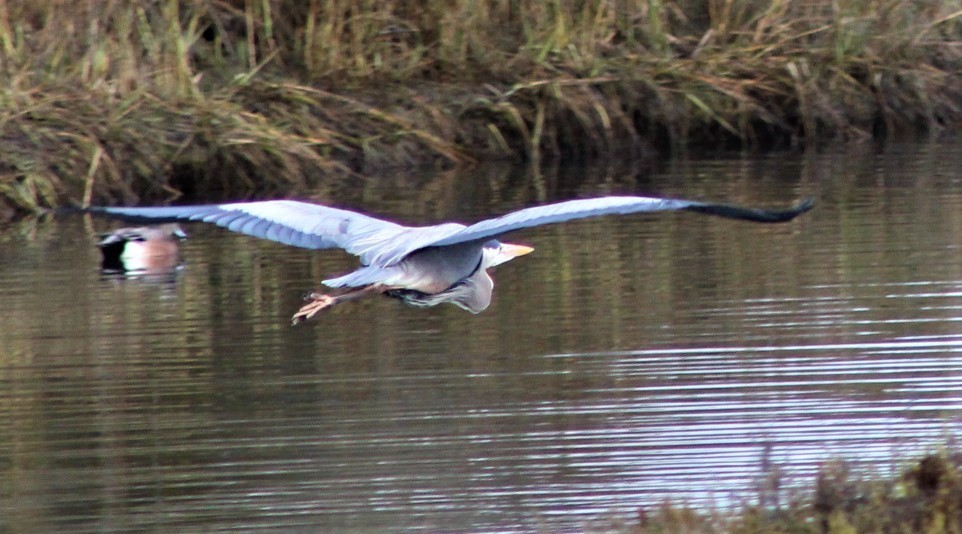 Great Blue Heron from Point Loma Heights, San Diego, CA, USA on January ...