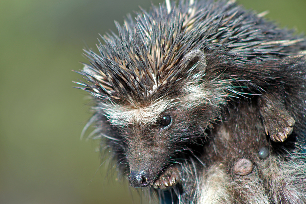 Shrews, Moles, Hedgehogs, and Allies (Eulipotyphla) - Know Your Mammals