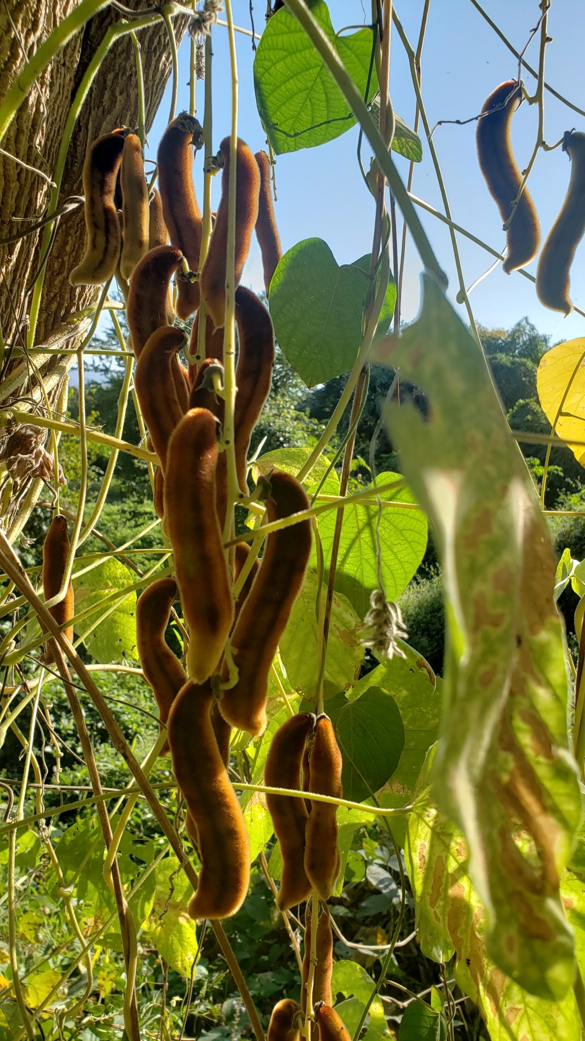 Mucuna pruriens (L.) DC.