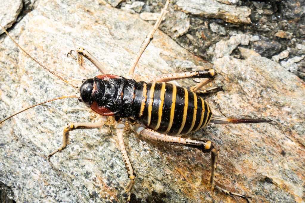 Scree Weta from Treble Cone, New Zealand on December 10, 2019 at 11:32 ...