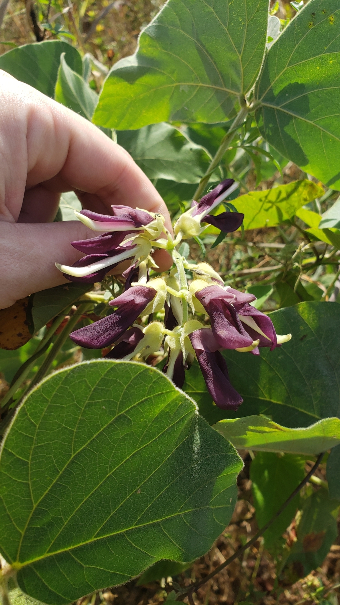 Mucuna pruriens (L.) DC.