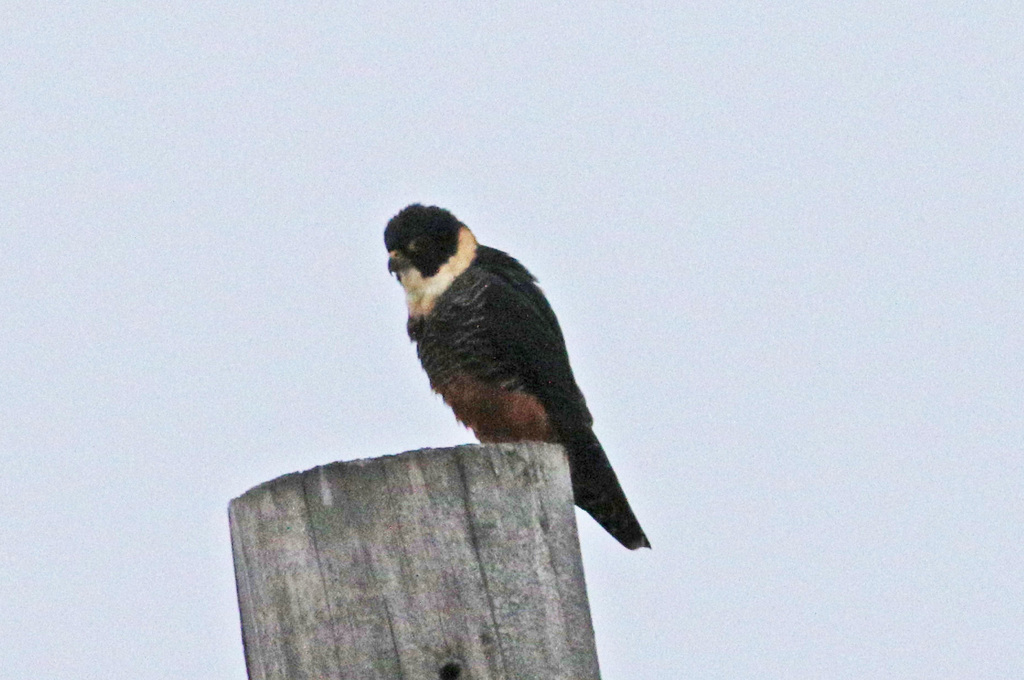 Bat Falcon from Santa Ana NWR Hidalgo County, TX, USA on January 7 ...