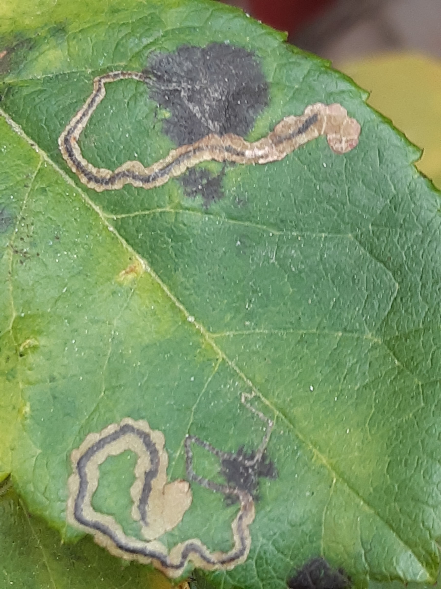Stigmella centifoliella (Zeller, 1848) Beirne, 1945