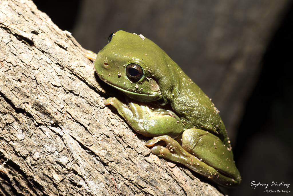 Australian Green Tree Frog from Euabalong NSW 2877, Australia on ...