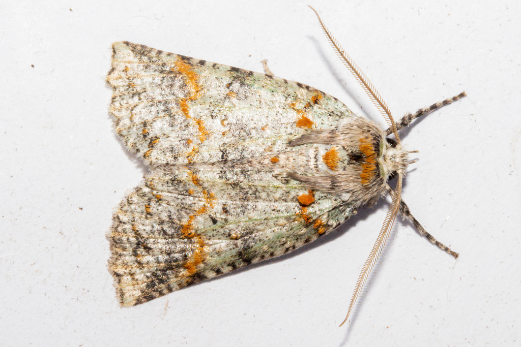 Forest Semilooper from Clutha District, Otago, New Zealand on January 8 ...