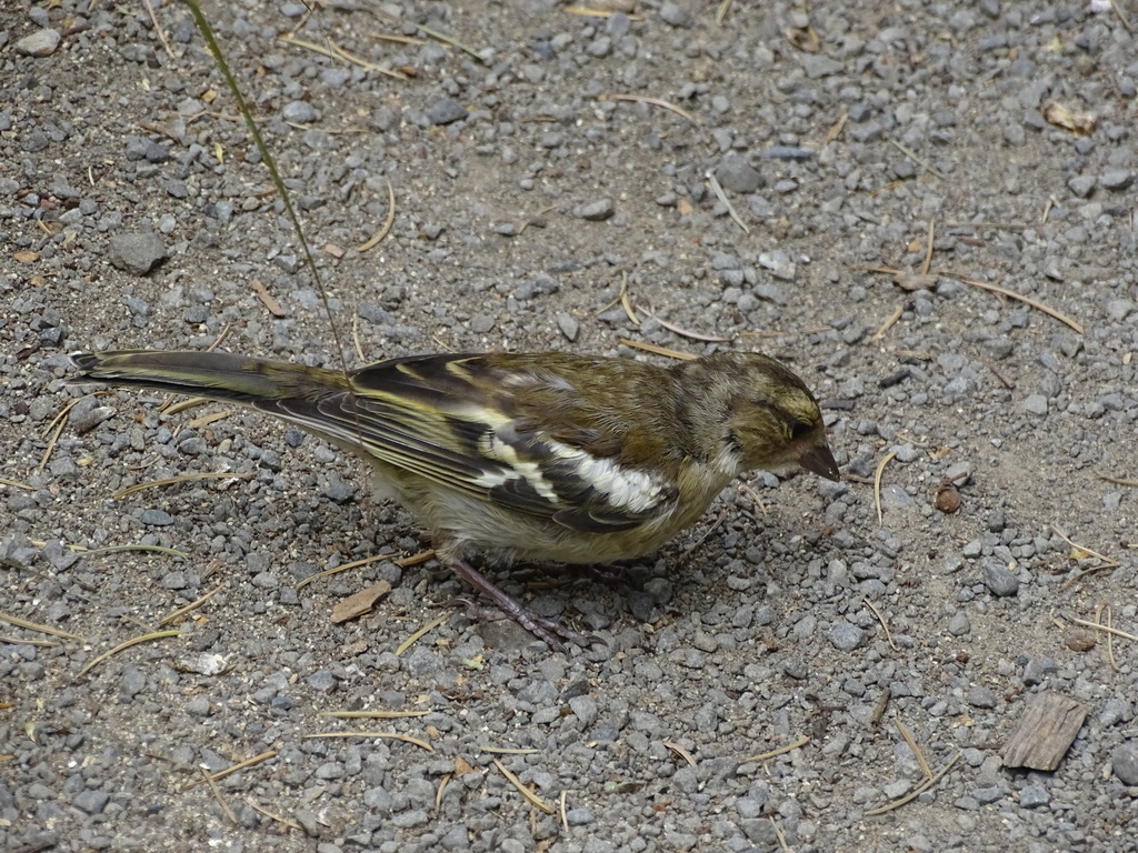 British Chaffinch from Northwood, Christchurch, New Zealand on January ...