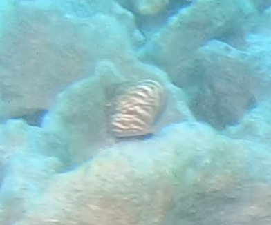 Maurea tigris (Gmelin, 1791)