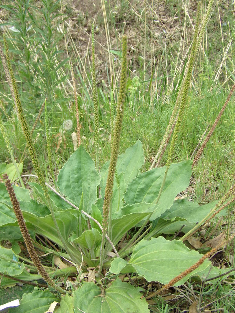 greater plantain from Gral. López, Santa Fe, Argentina on January 2 ...