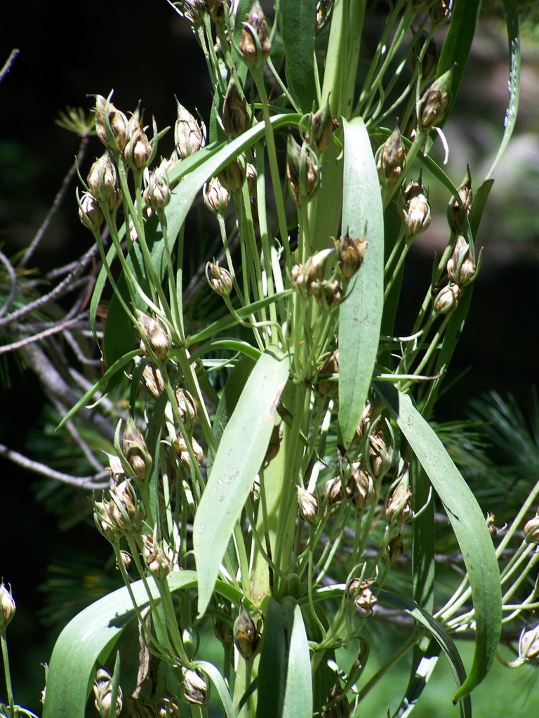 monument plant from Willow Springs Creek, Coconino County, AZ, USA on ...