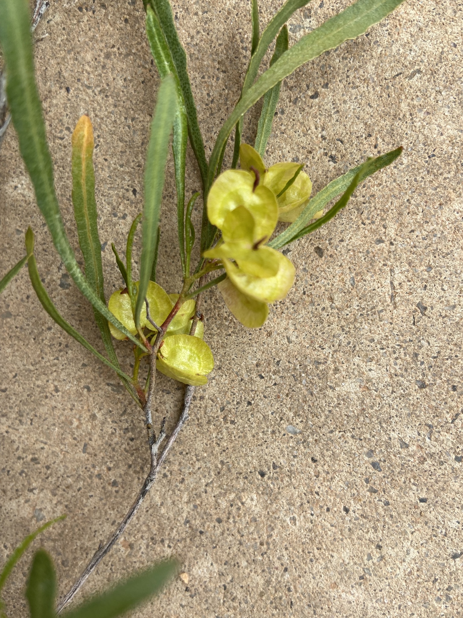 Dodonaea viscosa subsp. angustissima (DC.) J.West