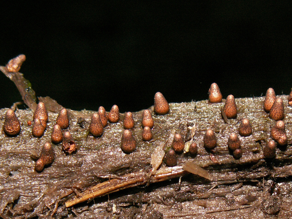 Lycogala conicum from Красногорский р-н, Московская обл., Россия on ...