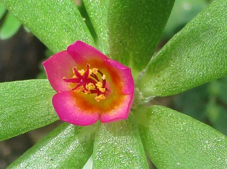 purslanes (Portulacaceae (Purslane) of the Pacific Northwest) · iNaturalist