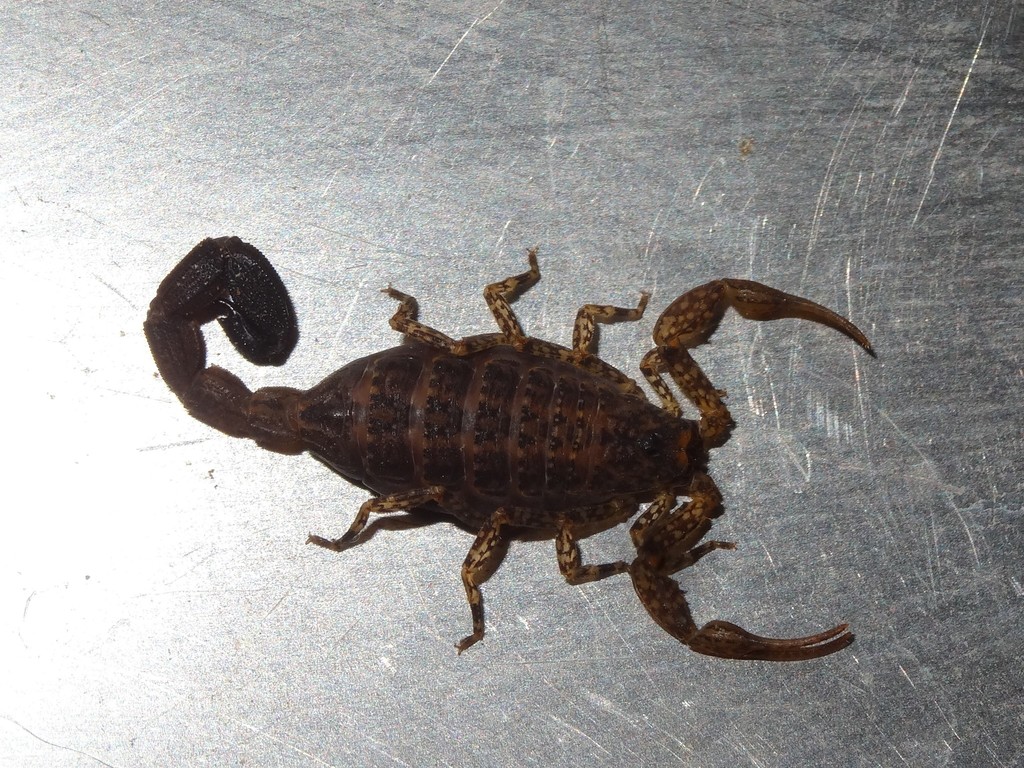 Tityus columbianus in February 2016 by benjamin_wiesmair_petra ...