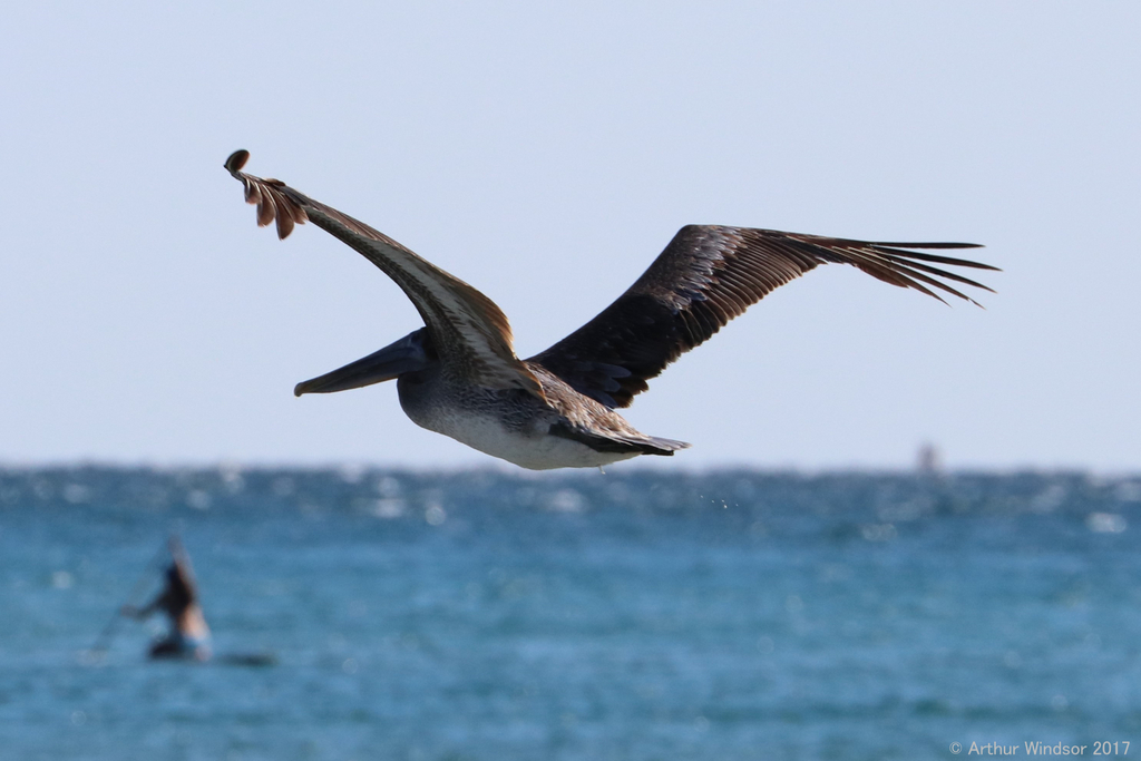 Brown Pelican from Atlantic Dunes Park, FL, USA on May 06, 2017 at 09: ...