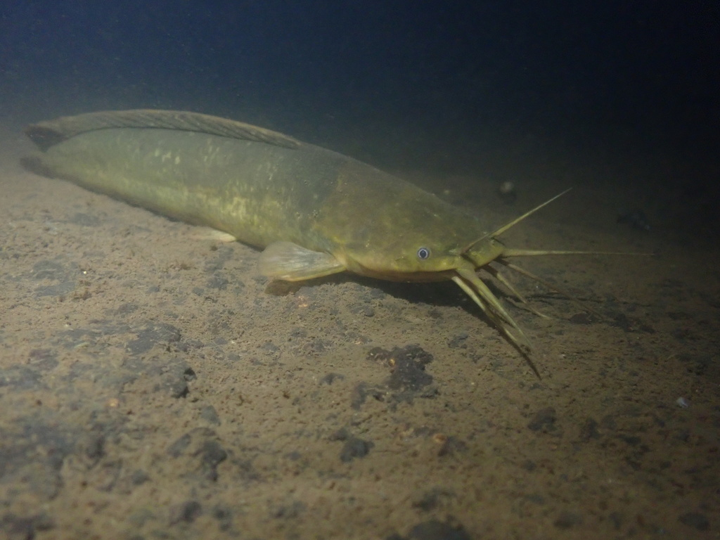 Whitespotted clarias (Clarias fuscus) - Marine Life Identification