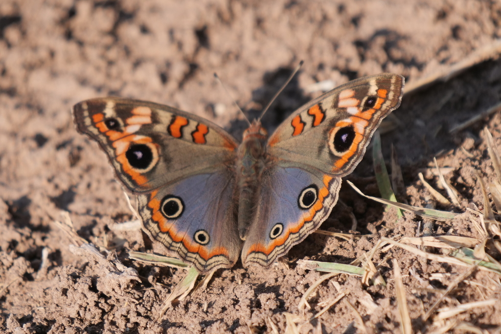 Junonia genoveva hilaris from San Jeronimo Nte., Santa Fe, Argentina on ...
