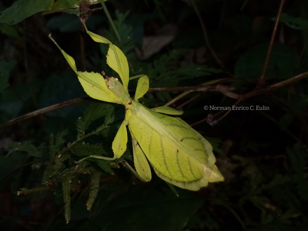 Phyllium samarense from Location: 12.539444, 124.271667 on November 21 ...